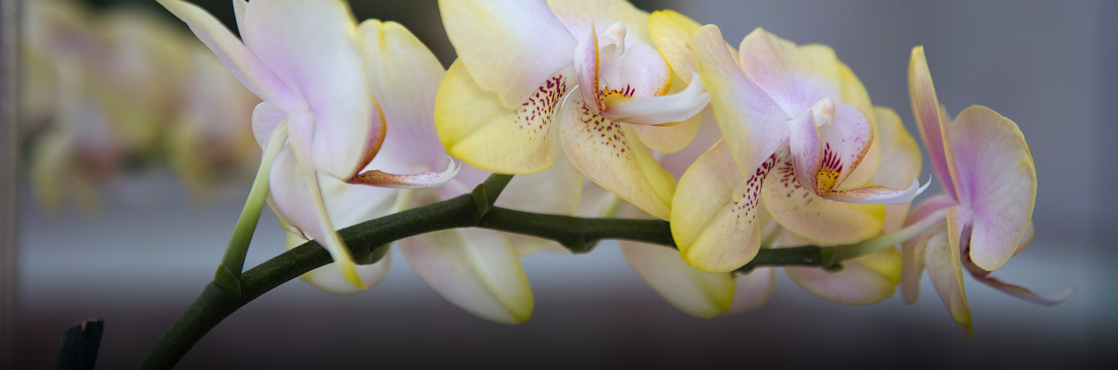 Life After Turnbridge - Turnbridge